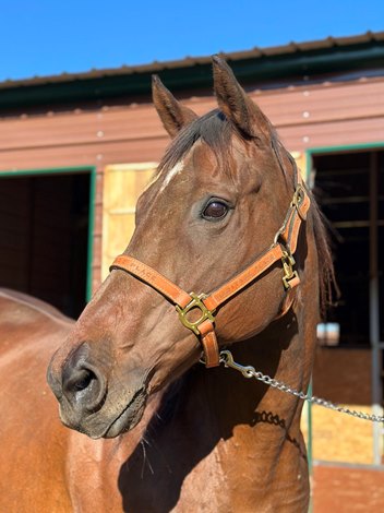 Keith Estate Donates Mare to Our Mims Retirement Haven - BloodHorse