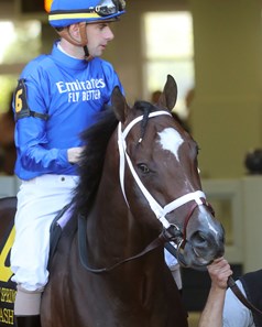 Nash - Horse Profile - BloodHorse