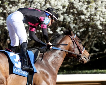 Bohemian Bo - Horse Profile - BloodHorse