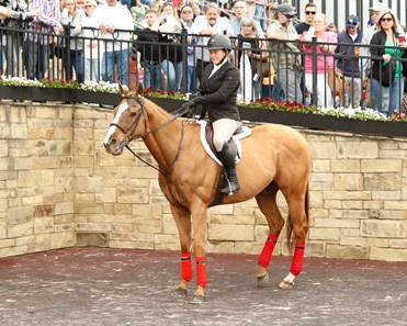 Whitmore - Horse Profile - BloodHorse