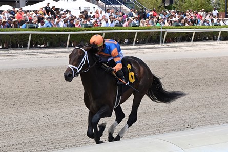 Mindframe - Horse Profile - BloodHorse