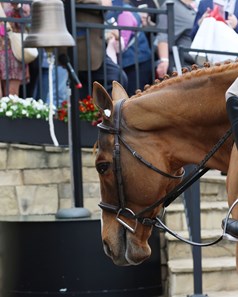 Whitmore - Horse Profile - BloodHorse