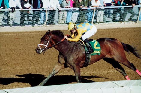 Oxleys' Blue Hen Mare Darling My Darling Dies at 28 - BloodHorse