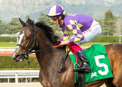 Medoro - Horse Profile - BloodHorse