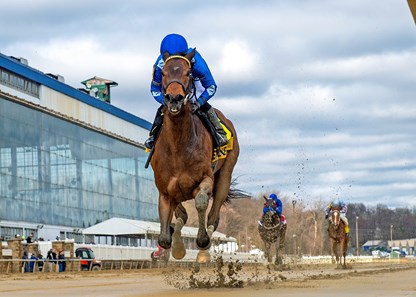 Determined Driver - Horse Profile - BloodHorse
