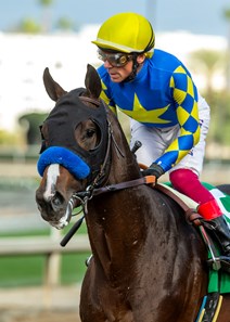 Imagination - Horse Profile - BloodHorse