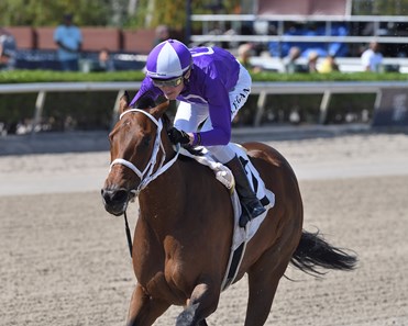 Launch - Horse Profile - BloodHorse
