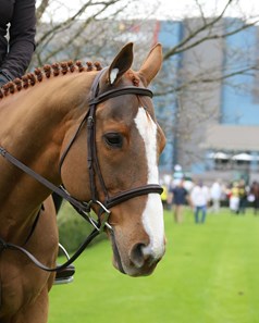 Whitmore - Horse Profile - BloodHorse