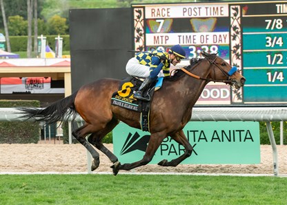 Du Jour - Horse Profile - BloodHorse