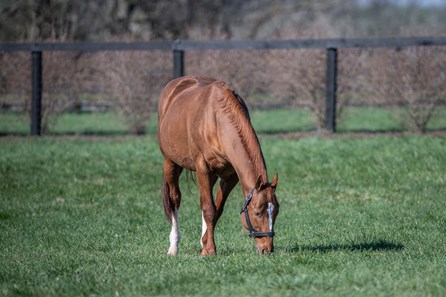 Curlin - Horse Profile - BloodHorse