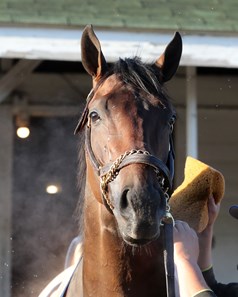 Honor Marie - Horse Profile - BloodHorse