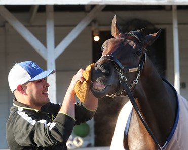 Honor Marie - Horse Profile - BloodHorse