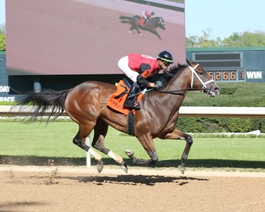 Almostgone Rocket - Horse Profile - BloodHorse