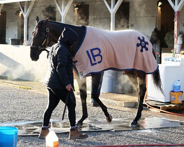 Honor Marie - Horse Profile - BloodHorse