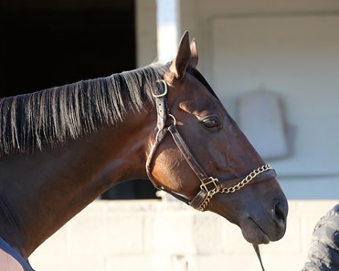 Honor Marie - Horse Profile - BloodHorse