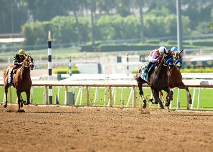 Mr Fisk - Horse Profile - BloodHorse