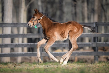 Curlin - Horse Profile - BloodHorse