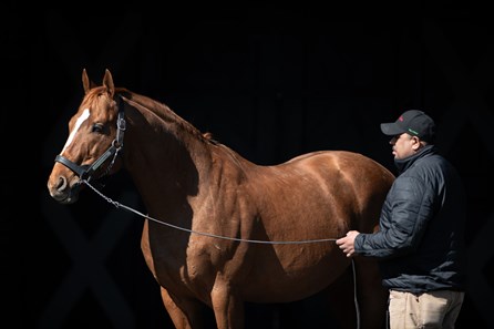 Curlin - Horse Profile - BloodHorse