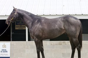 Thoroughbred Sales - BloodHorse