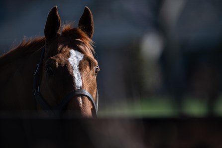 Curlin - Horse Profile - BloodHorse