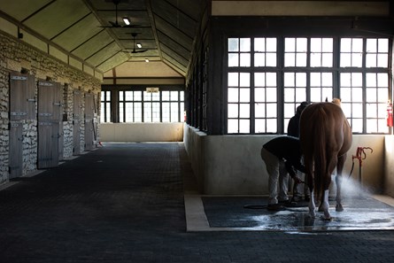 Curlin - Horse Profile - BloodHorse