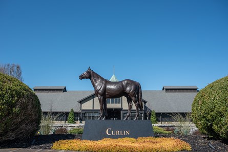 Curlin - Horse Profile - BloodHorse