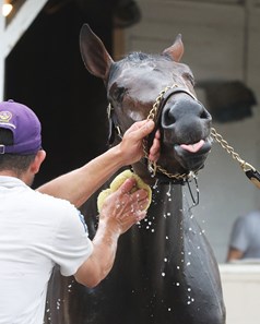 Endlessly - Horse Profile - BloodHorse