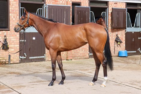 Tatts Online April Sale Shows Growth in Digital Arena - BloodHorse