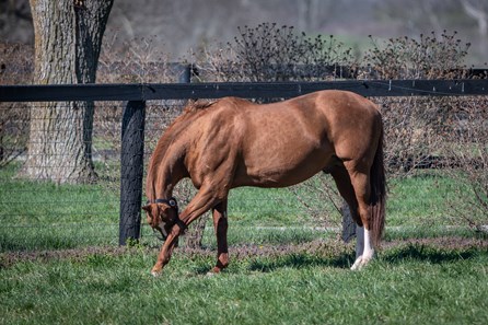 Curlin - Horse Profile - BloodHorse