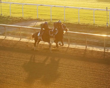 Endlessly - Horse Profile - BloodHorse
