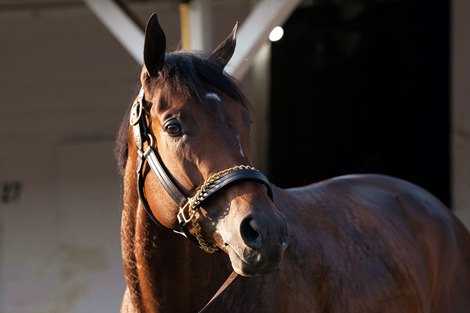 Full Brother to Fierceness Makes Big A Debut - BloodHorse