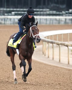 Fierceness - Horse Profile - BloodHorse