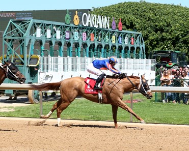 Corporal - Horse Profile - BloodHorse