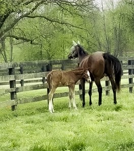 Puca - Horse Profile - BloodHorse
