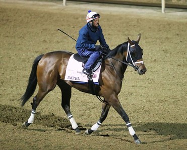 Impel - Horse Profile - BloodHorse