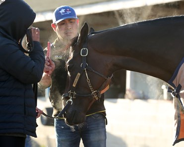 Honor Marie - Horse Profile - BloodHorse