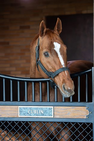 Curlin Suspended from Breeding Due to Low Fertility Issues at Hill 'n ...