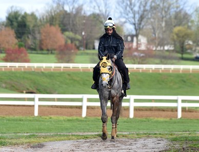 West Saratoga - Horse Profile - BloodHorse