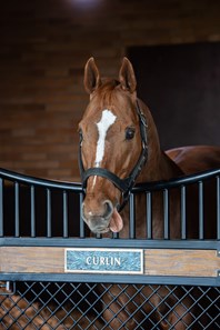 Curlin - Horse Profile - BloodHorse