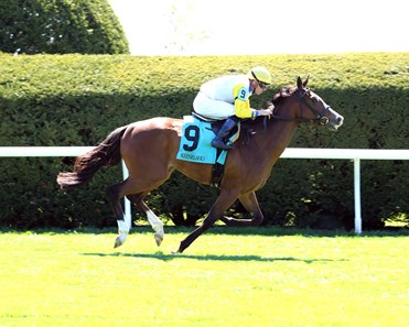 Ready for Shirl - Horse Profile - BloodHorse