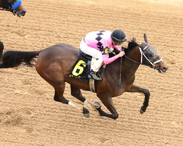 Flashy Dancer - Horse Profile - BloodHorse