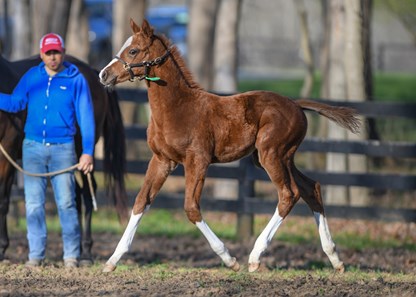 Curlin - Horse Profile - BloodHorse