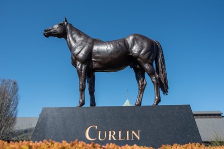 Curlin - Horse Profile - BloodHorse