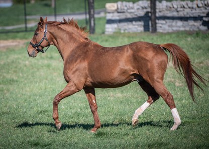 Curlin - Horse Profile - BloodHorse