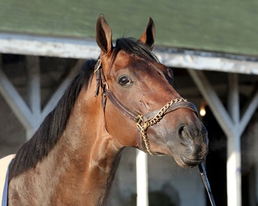 Honor Marie - Horse Profile - BloodHorse