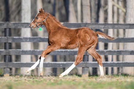 Curlin - Horse Profile - BloodHorse
