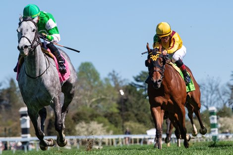 Roses for Debra Blooms in Giant's Causeway - BloodHorse