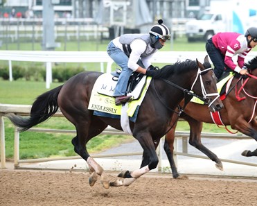 Endlessly - Horse Profile - BloodHorse