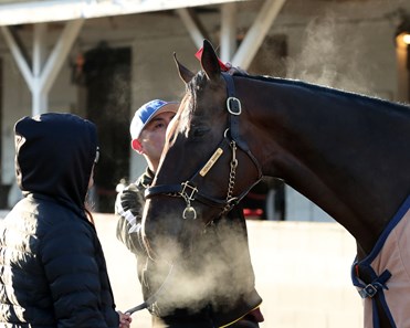 Honor Marie - Horse Profile - BloodHorse