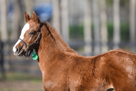 Curlin - Horse Profile - BloodHorse